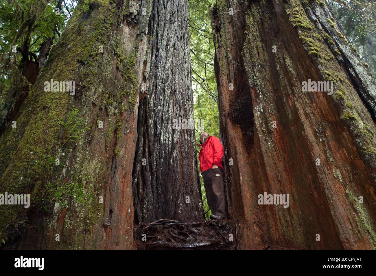 Giant sequoia person hi-res stock photography and images - Alamy