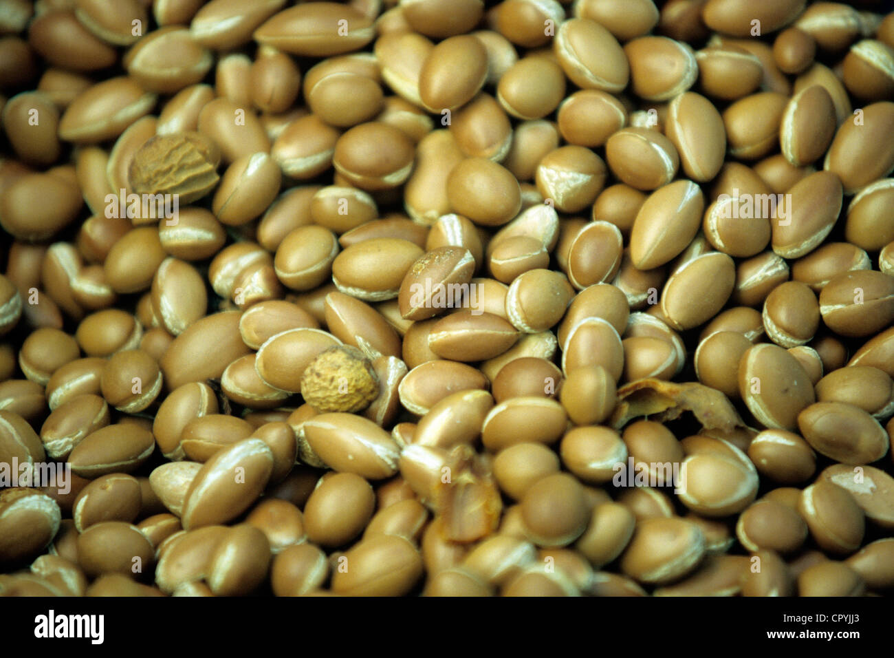 Argan nuts hi-res stock photography and images - Alamy