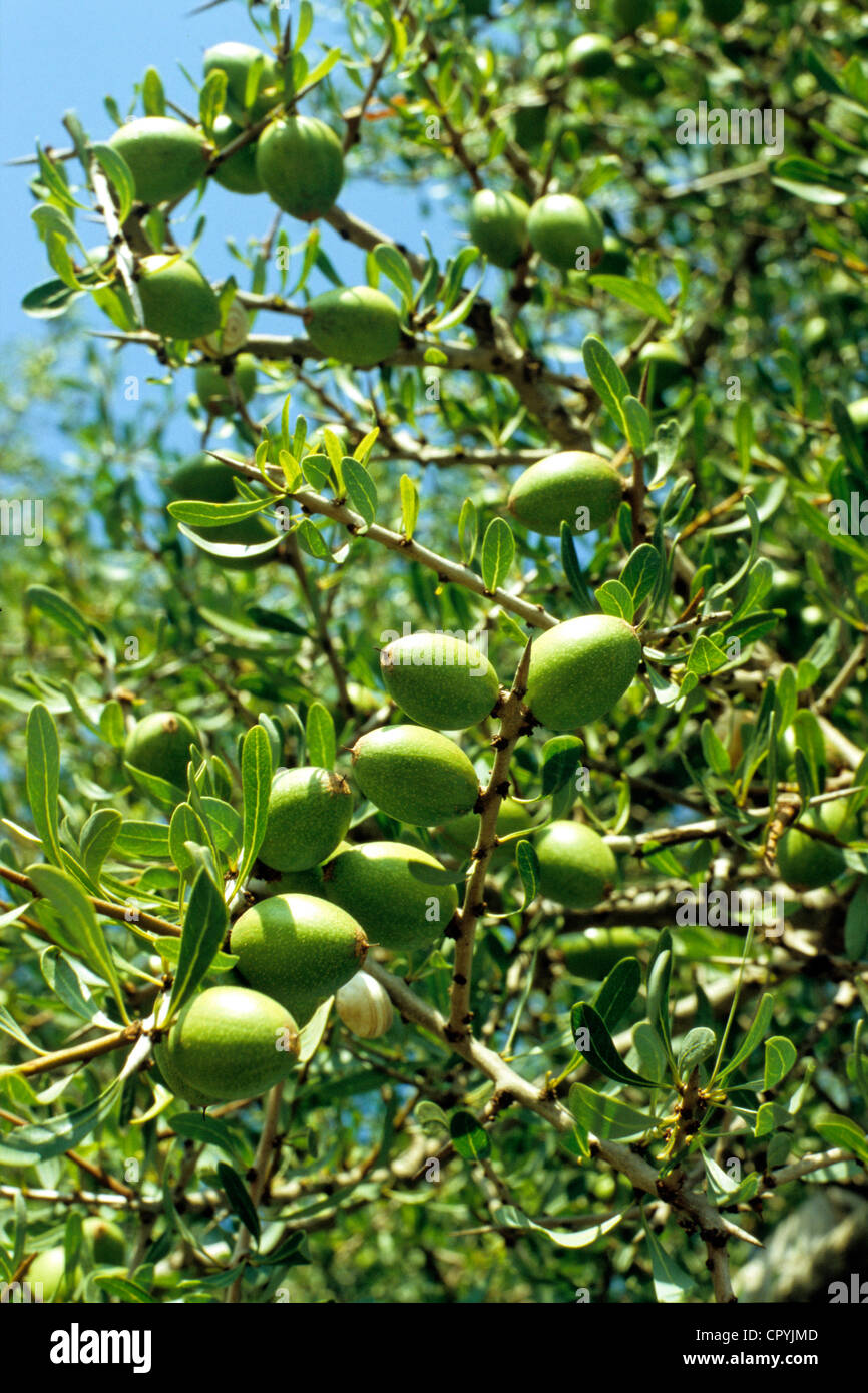 Argan tree fruit hi-res stock photography and images - Alamy