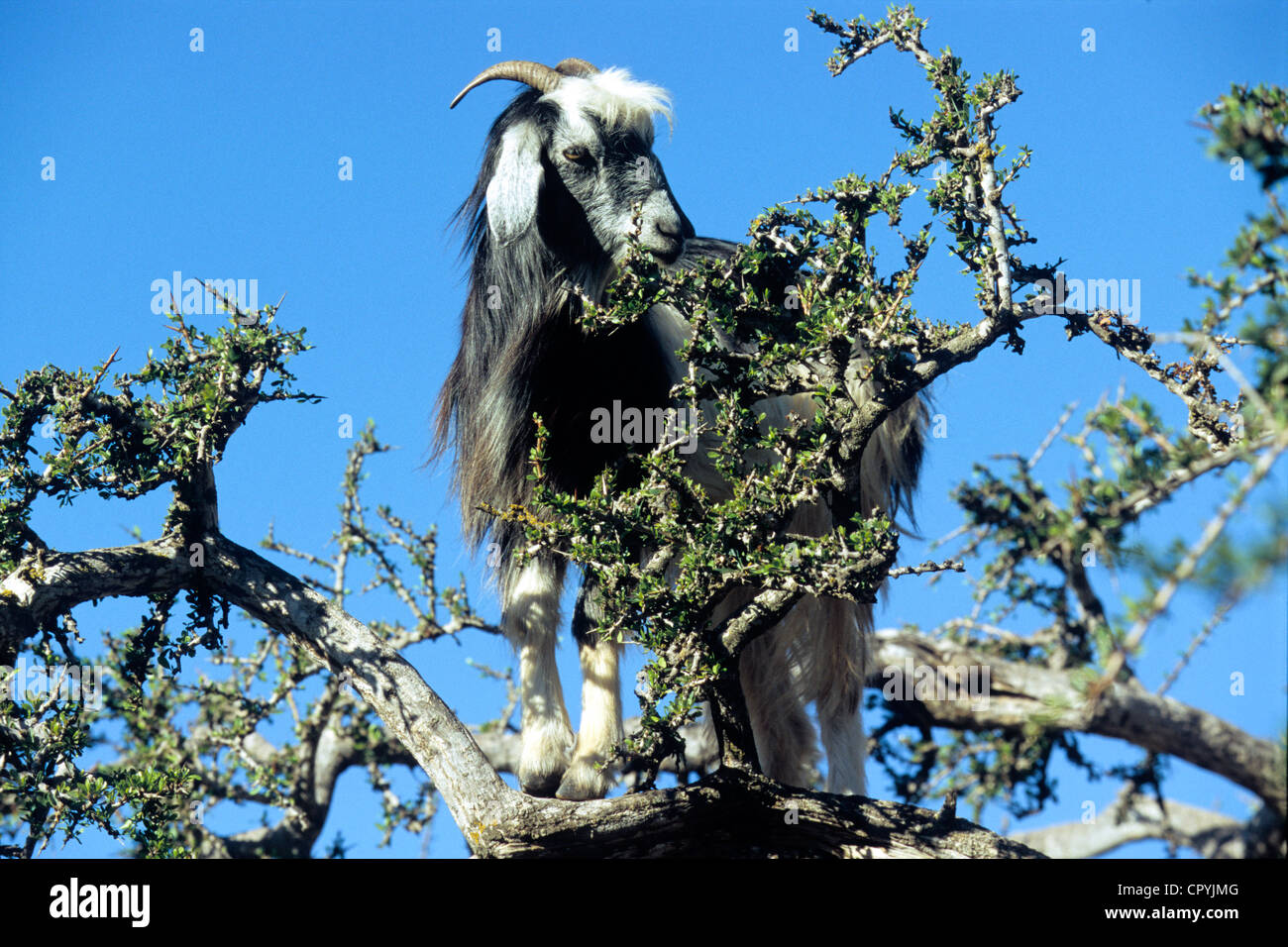 Morocco, Essaouira, goats climbing in argan tree for eating young ...