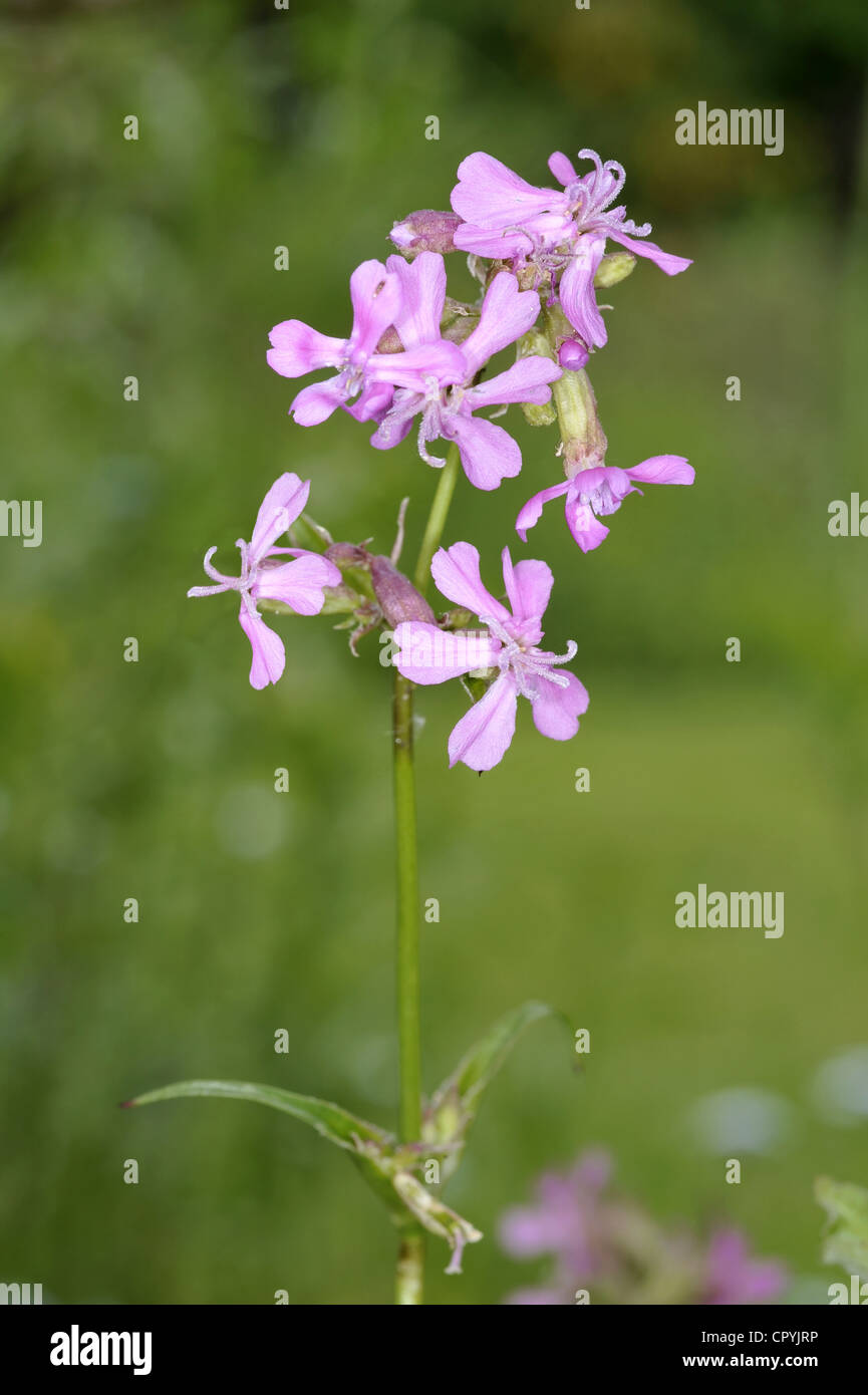 Sticky Catchfly Lychnis viscaria Stock Photo - Alamy