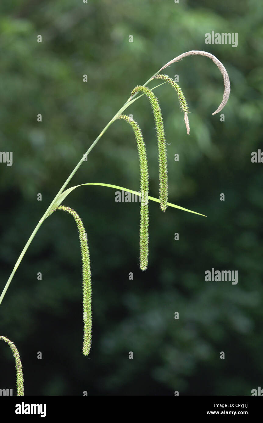 PENDULOUS SEDGE Carex pendula (Cyperaceae Stock Photo - Alamy