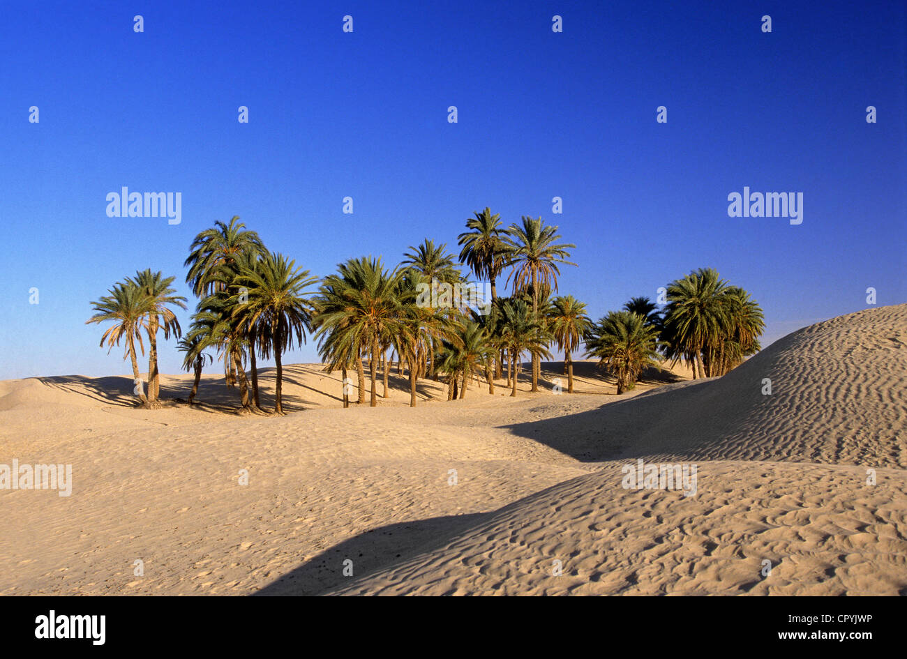Tunisia, Kebili Governorate, Douz, sand dunes of the Grand Erg, datte ...