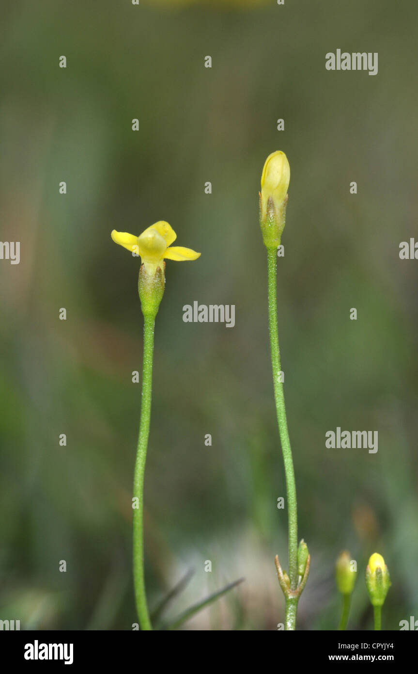 YELLOW CENTAURY Cicendia filiformis (Gentianaceae Stock Photo - Alamy