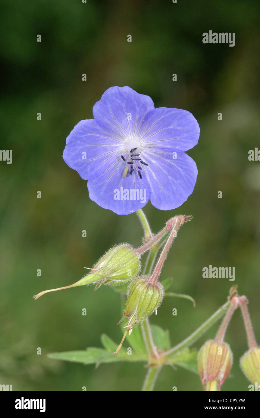MEADOW CRANE’S-BILL Geranium pratense (Geraniaceae Stock Photo - Alamy