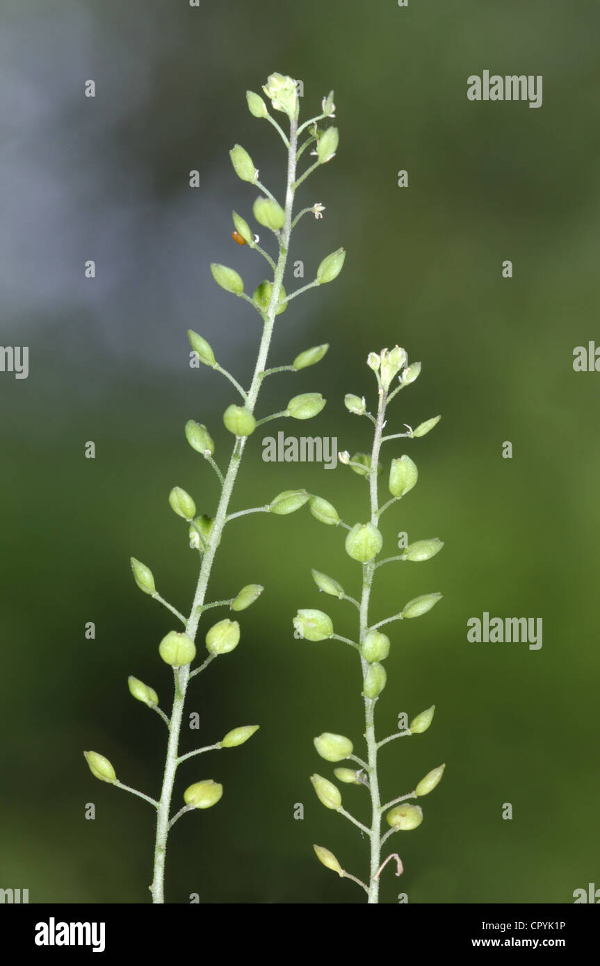 NARROW-LEAVED PEPPERWORT Lepidium ruderale (Brassicaceae Stock Photo ...