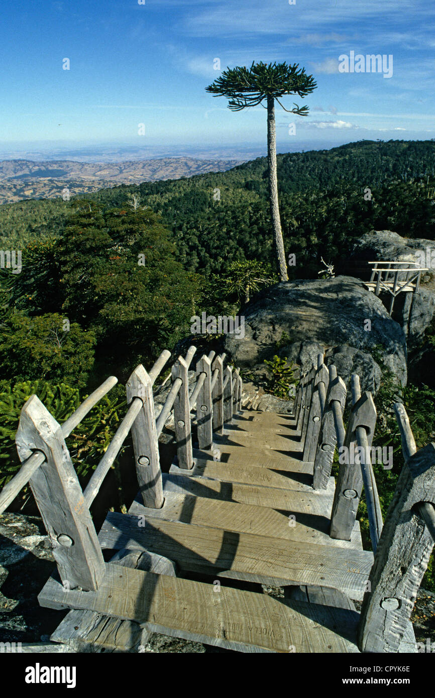 Trees from chile hi-res stock photography and images - Alamy