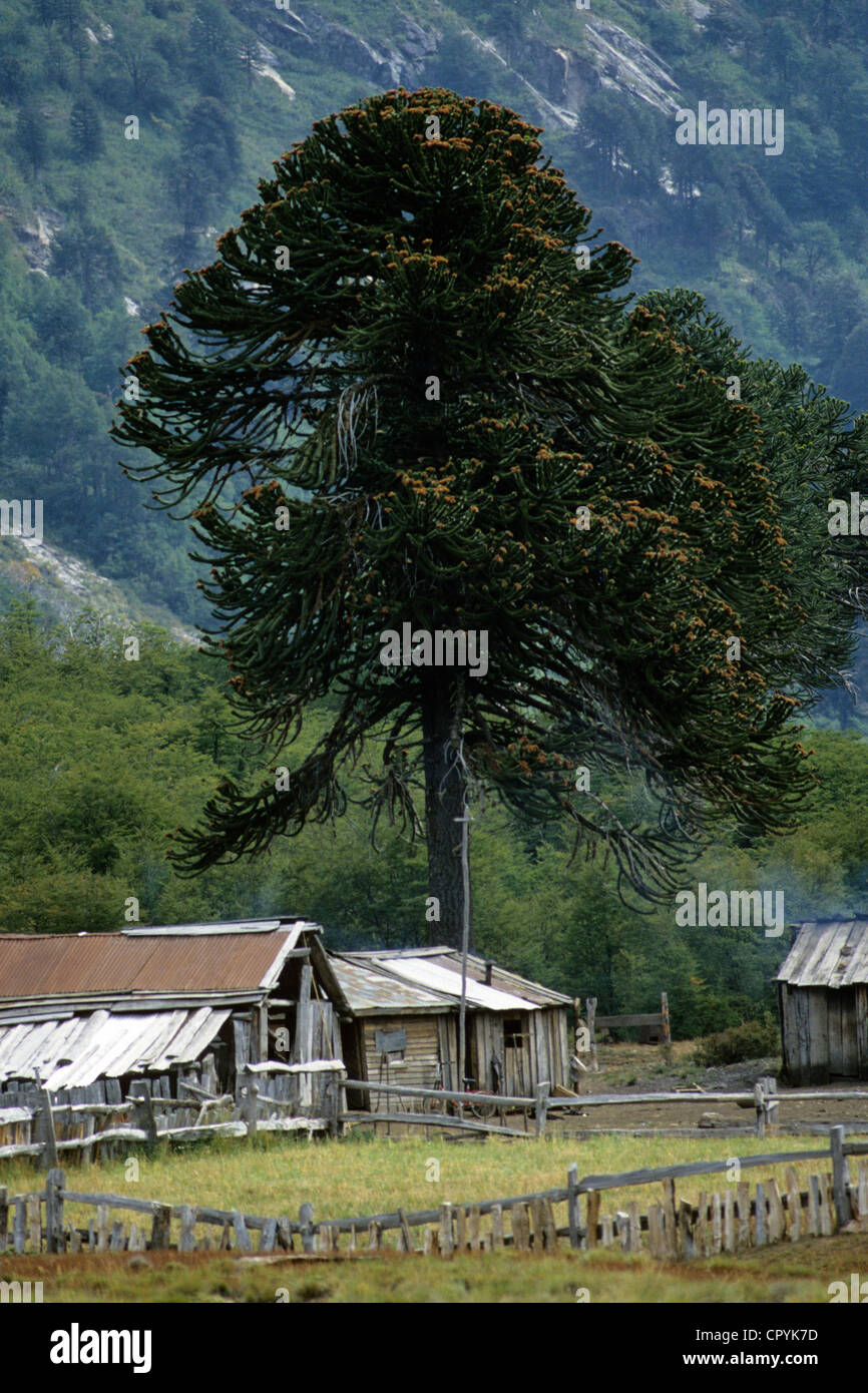 Traditional tree of chile hi-res stock photography and images - Alamy