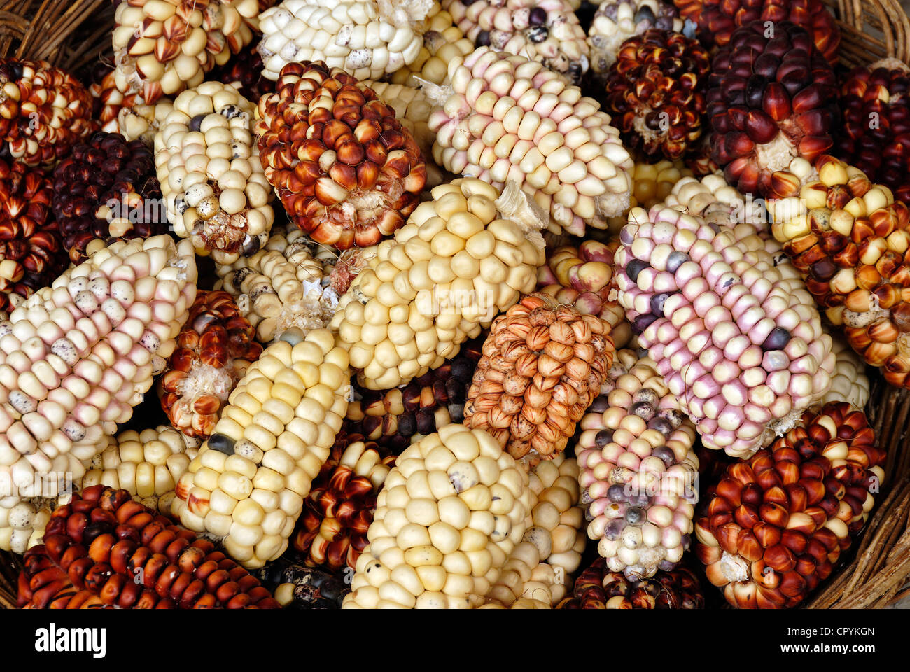 Peru Puno Province lake Titicaca island of Suasi corn is a very ...