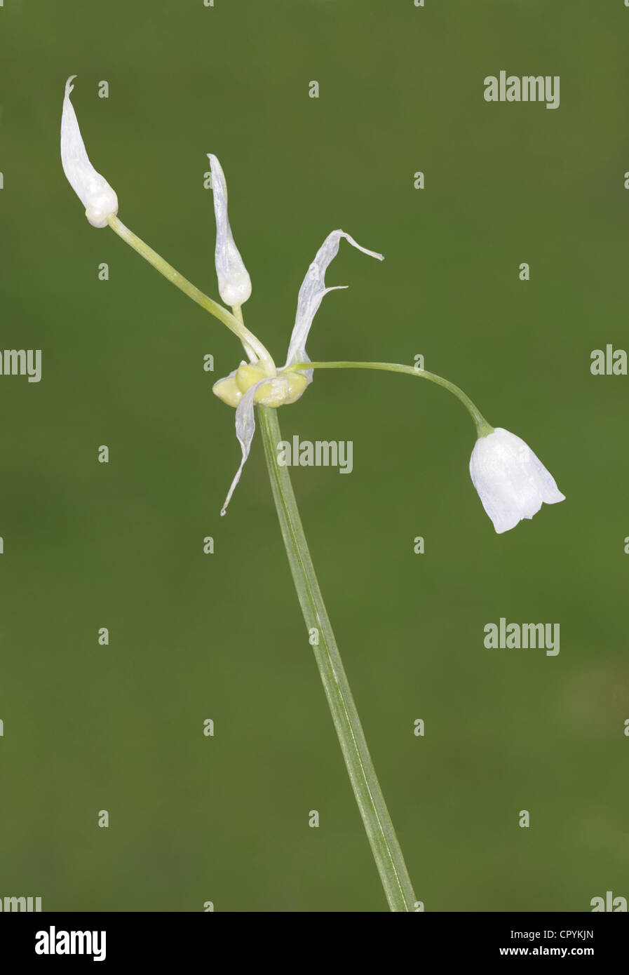 FEW-FLOWERED LEEK Allium paradoxicum (Liliaceae Stock Photo - Alamy