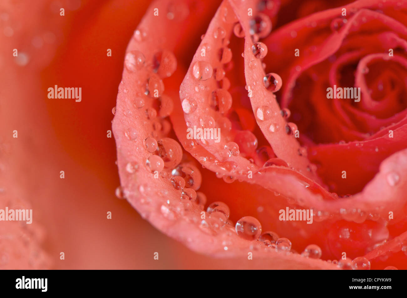 Red rose close up to see the detail texture of flower Stock Photo - Alamy