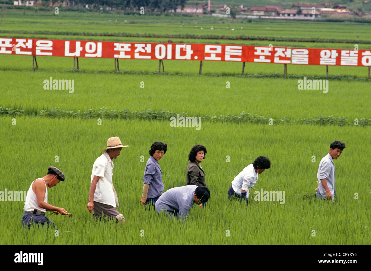 North Korea, Kangwon Province, peasants working in a rice field Stock ...