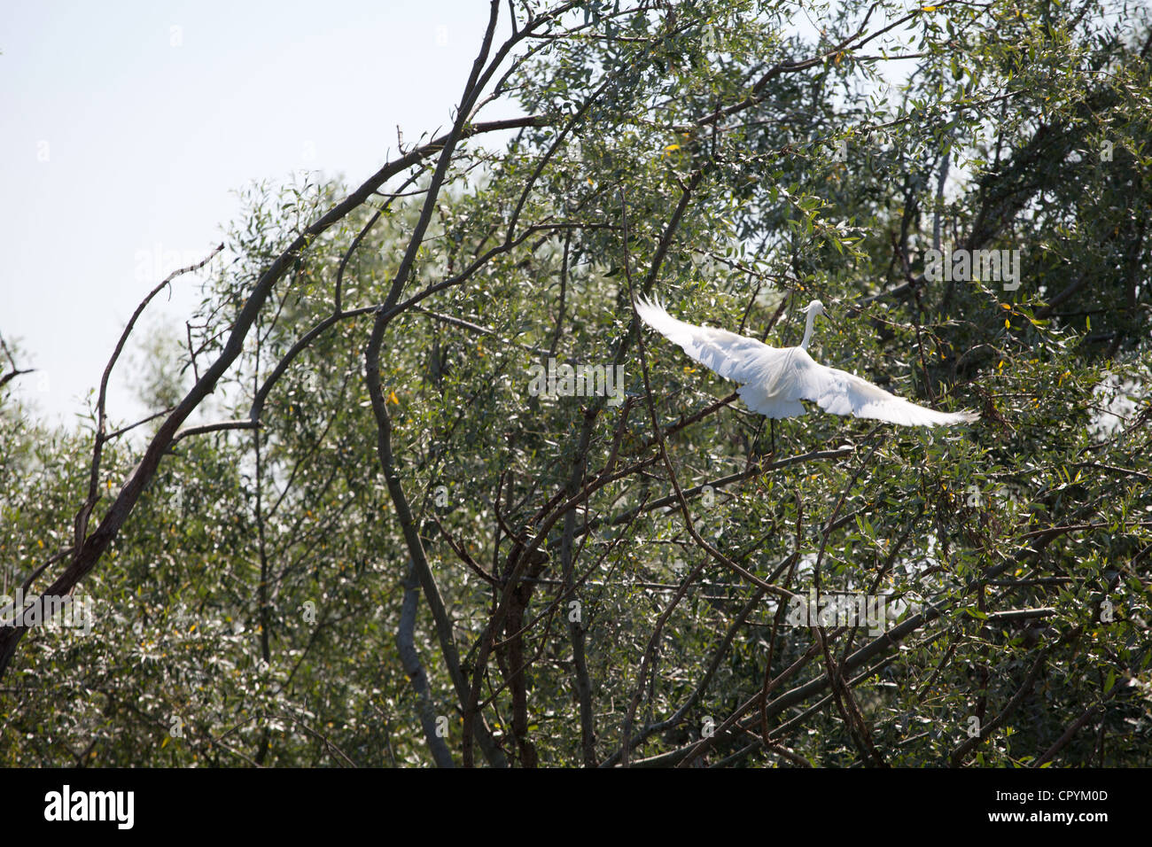 Erodios lake bird ecosystem greece kerkini nature nest hi-res stock ...