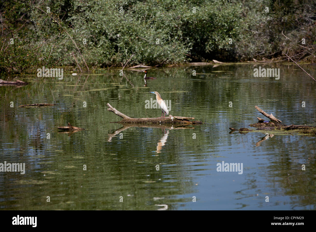 Erodios lake bird ecosystem greece kerkini nature nest hi-res stock ...