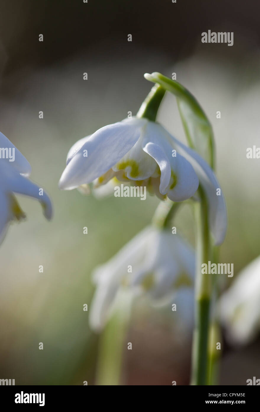 Lady elphinstone snowdrop hi-res stock photography and images - Alamy