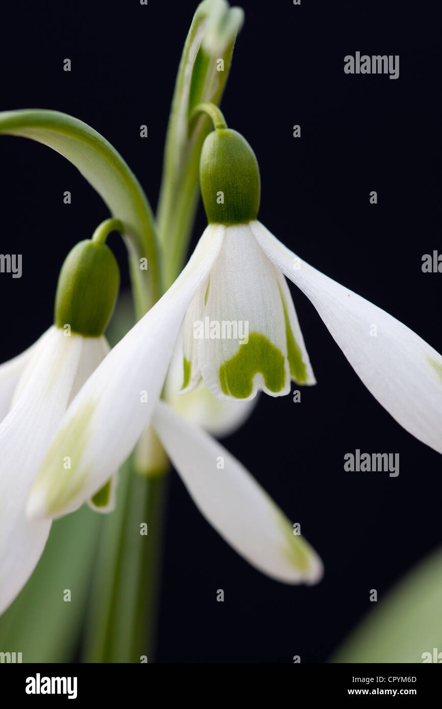 Jade purity hi-res stock photography and images - Alamy