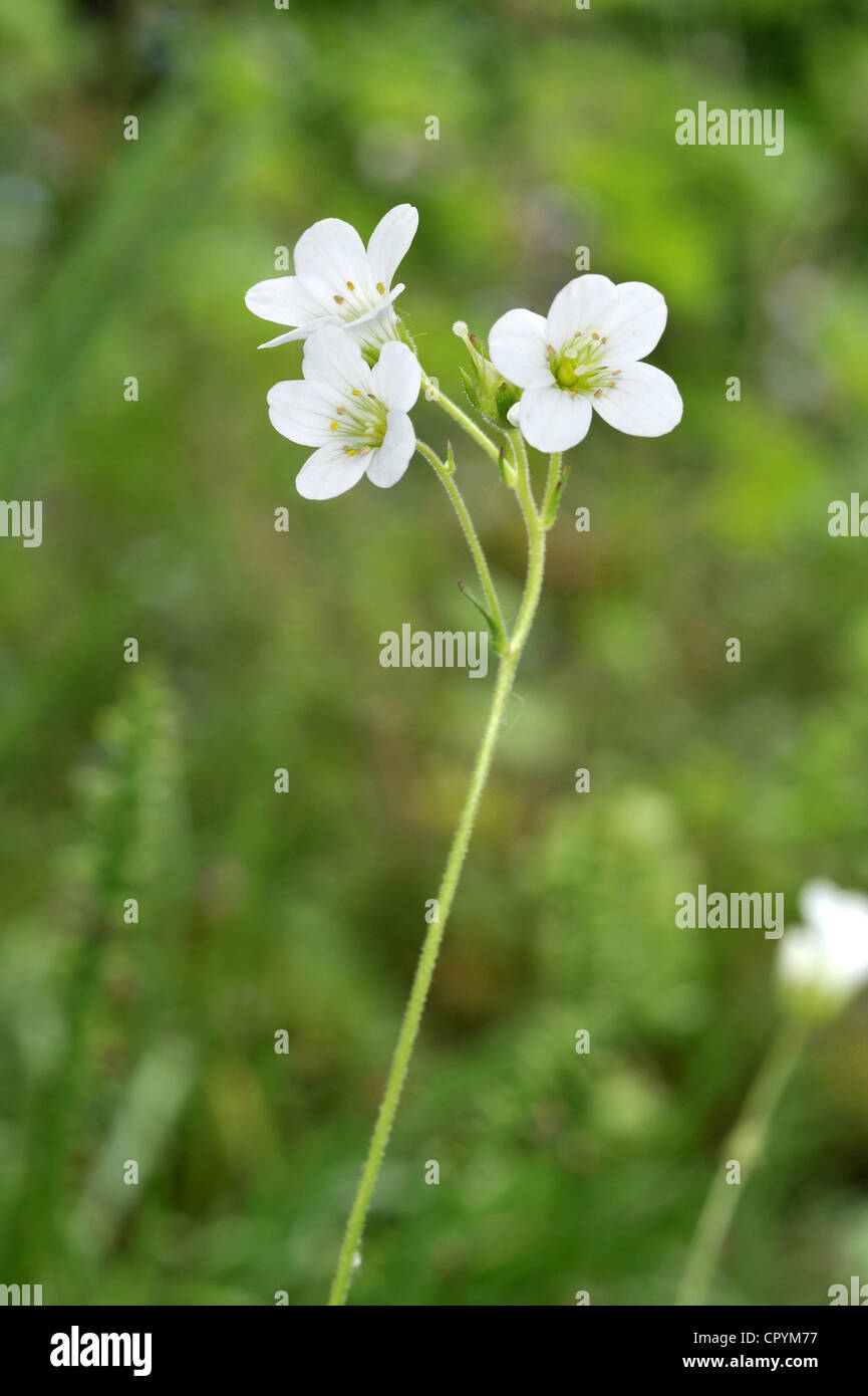 Saxifragaceae hi-res stock photography and images - Alamy