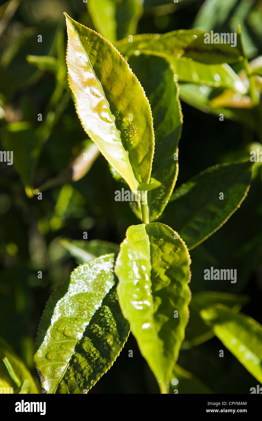 India, Kerala State, Munnar, young tea leaves Stock Photo - Alamy