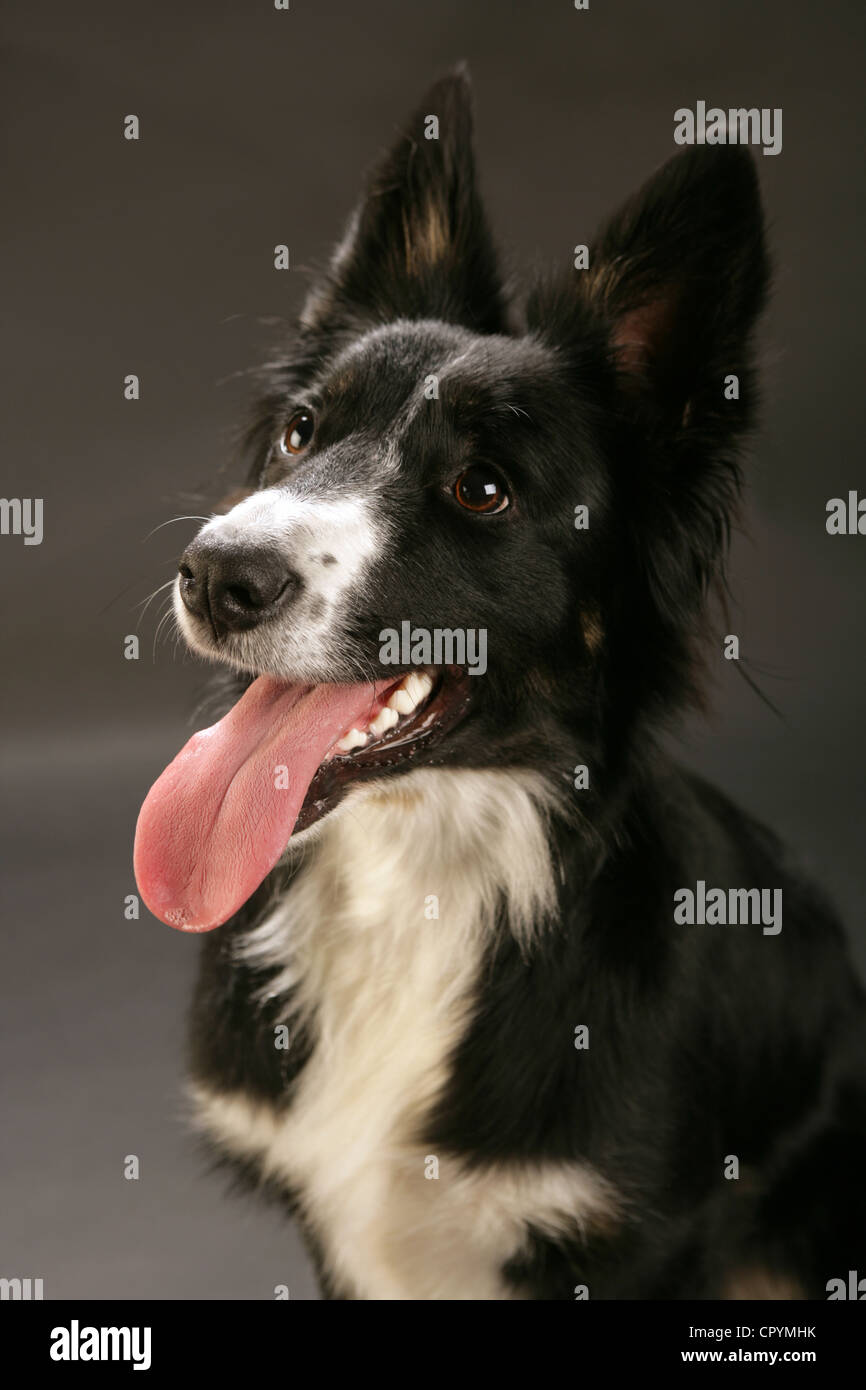 Border collie portrait hi-res stock photography and images - Alamy