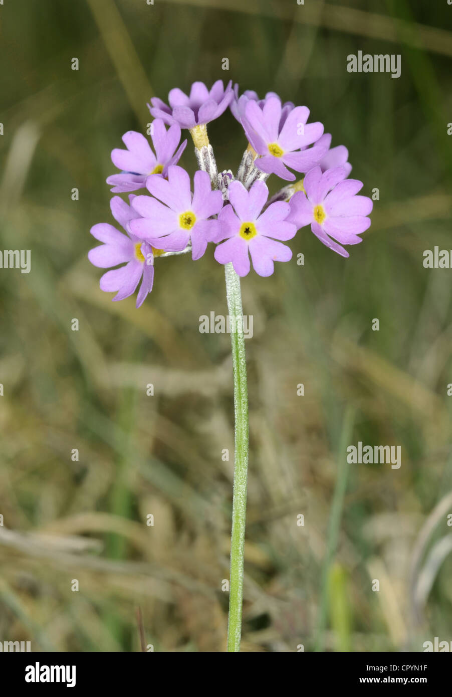 BIRD’S-EYE PRIMROSE Primula farinosa (Primulaceae Stock Photo - Alamy
