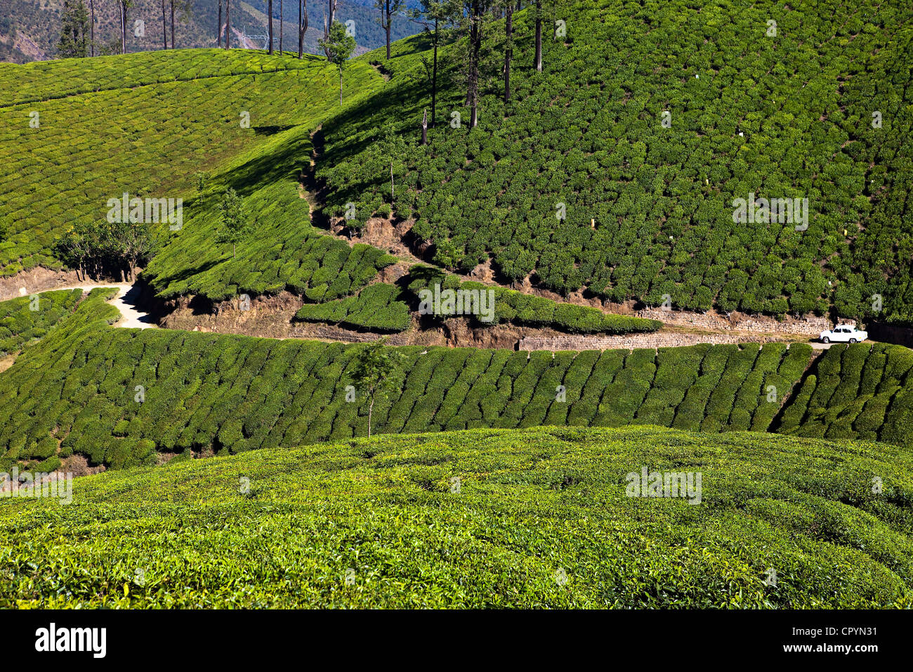 India, Kerala State, Munnar, tea plantations Stock Photo - Alamy