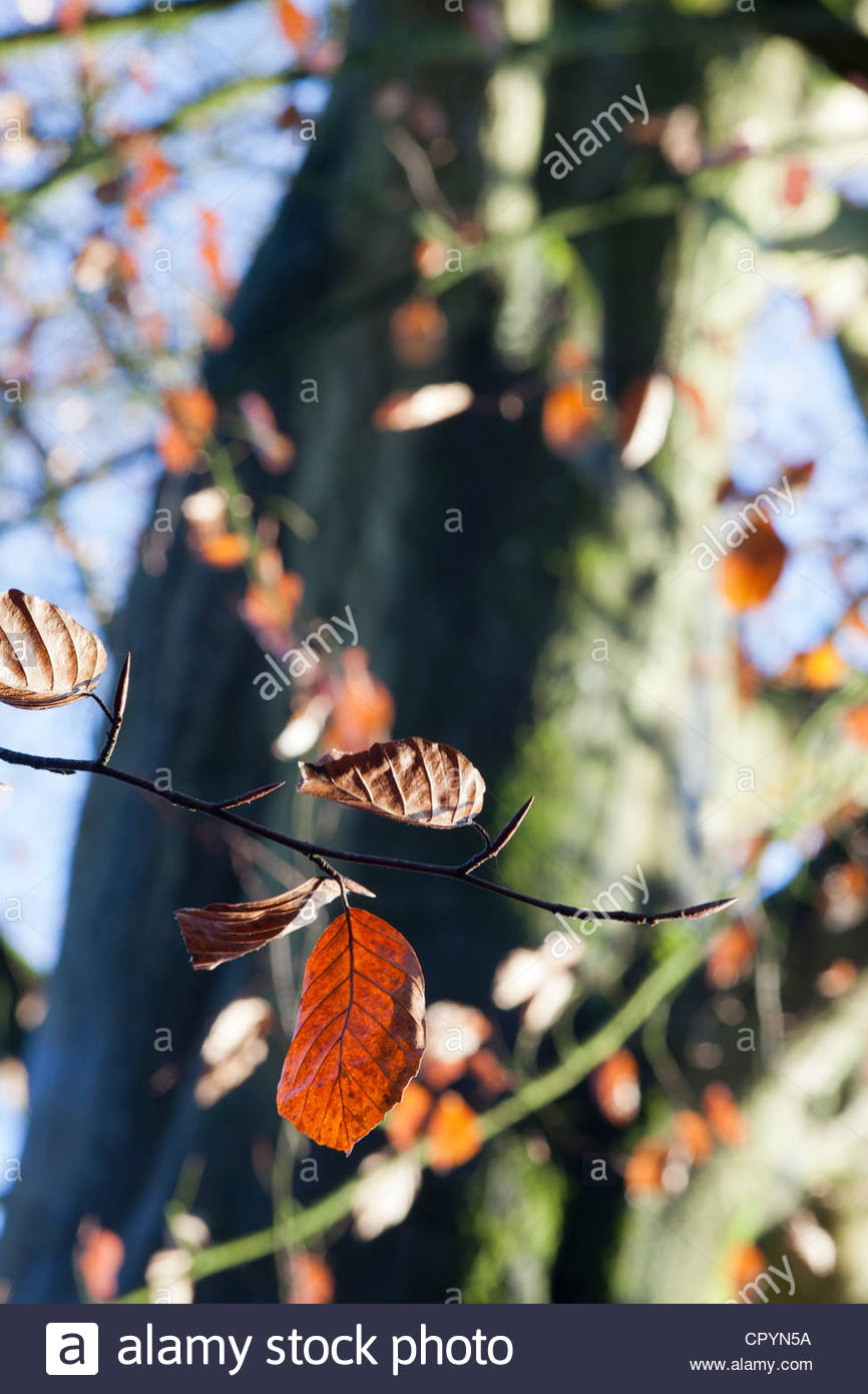 Beech Tree Silhouette Stock Photos & Beech Tree Silhouette Stock Images ...