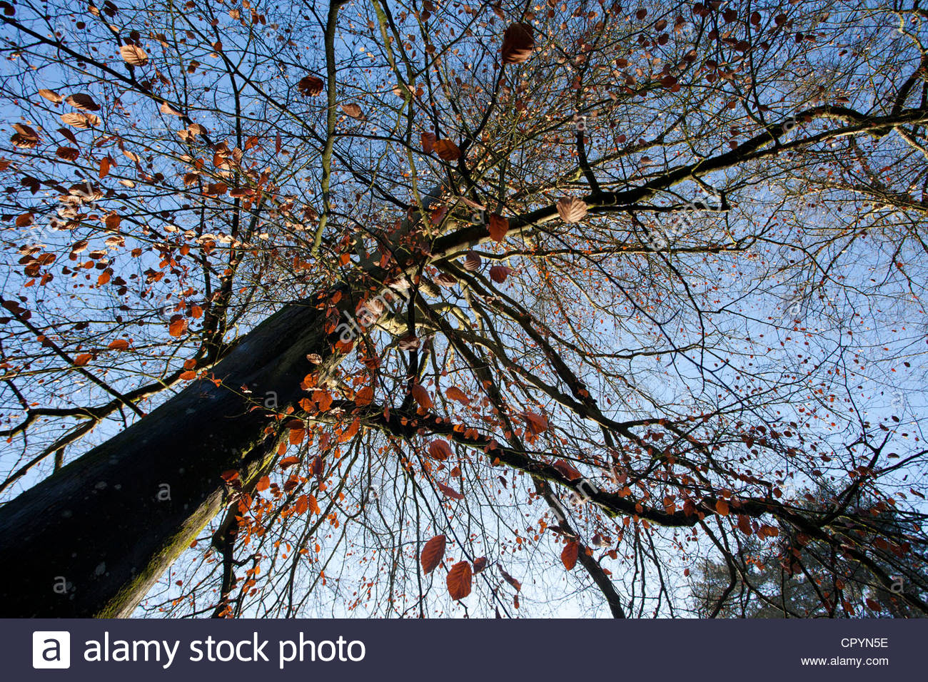 Beech Tree Silhouette Stock Photos & Beech Tree Silhouette Stock Images ...
