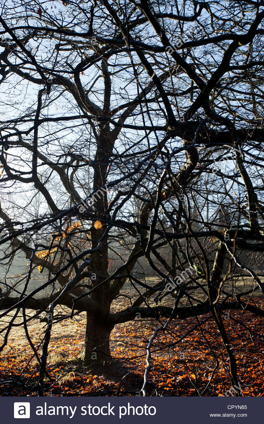 Beech Tree Silhouette Stock Photos & Beech Tree Silhouette Stock Images ...