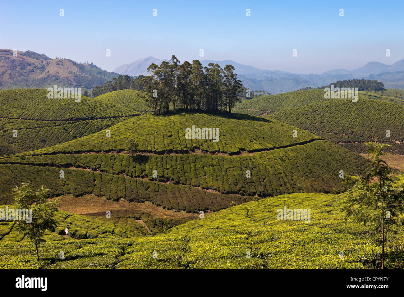India, Kerala State, Munnar, tea plantations Stock Photo - Alamy