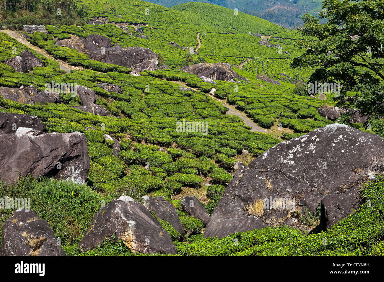 India, Kerala State, Munnar, tea plantations Stock Photo - Alamy