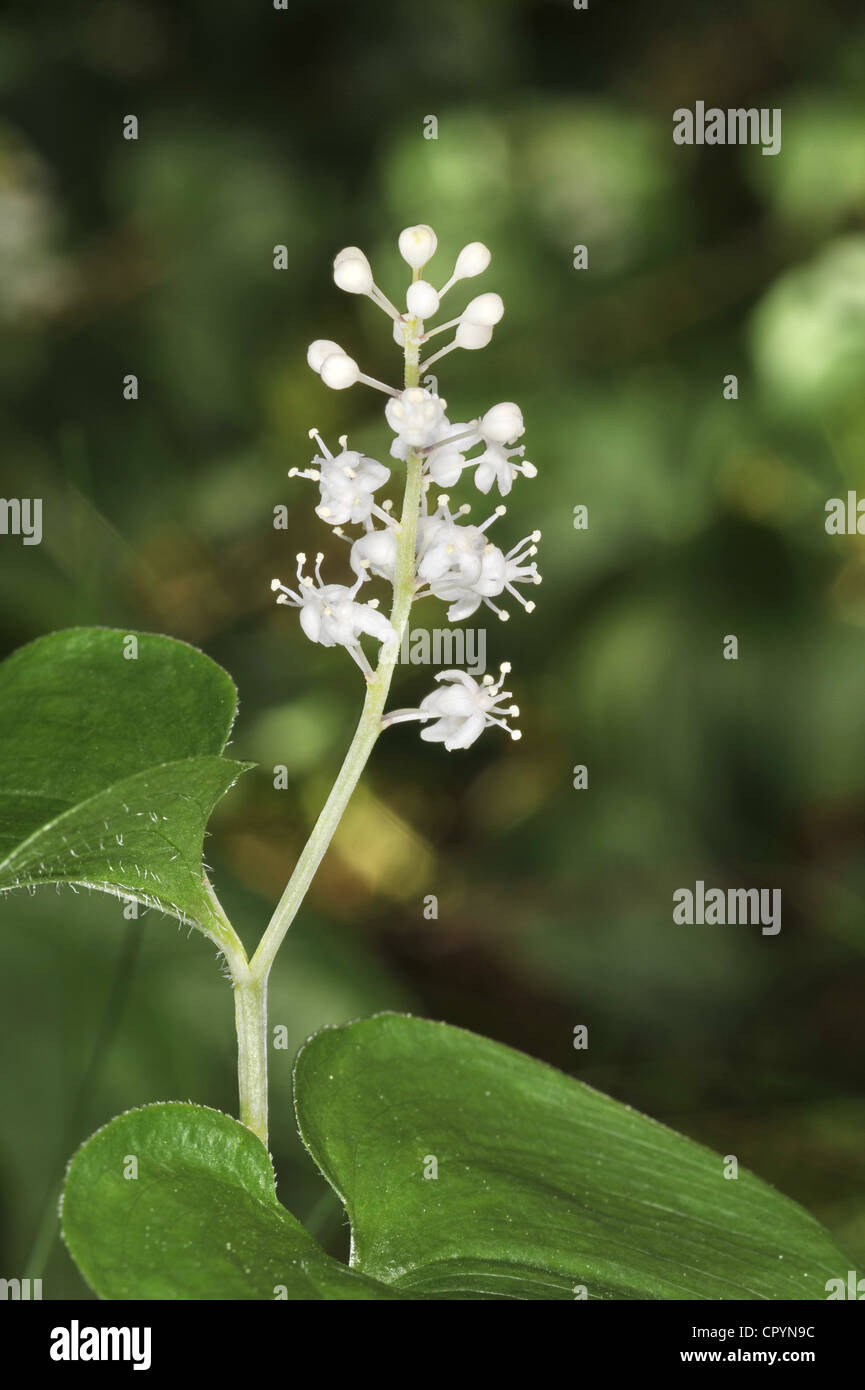 MAY LILY Maianthemum bifolium (Liliaceae Stock Photo - Alamy