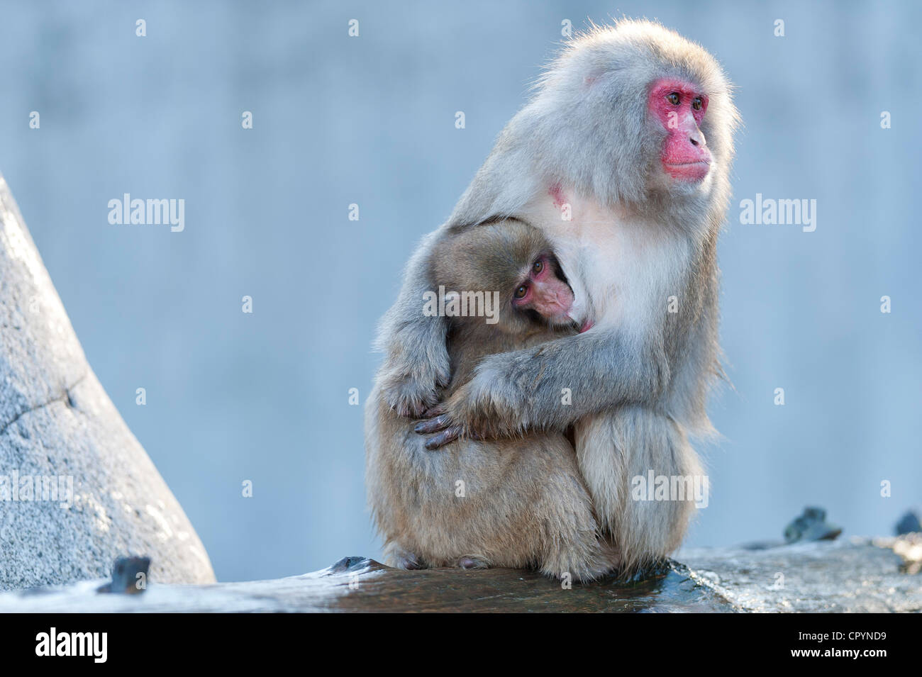 Red faced macaque hi-res stock photography and images - Alamy