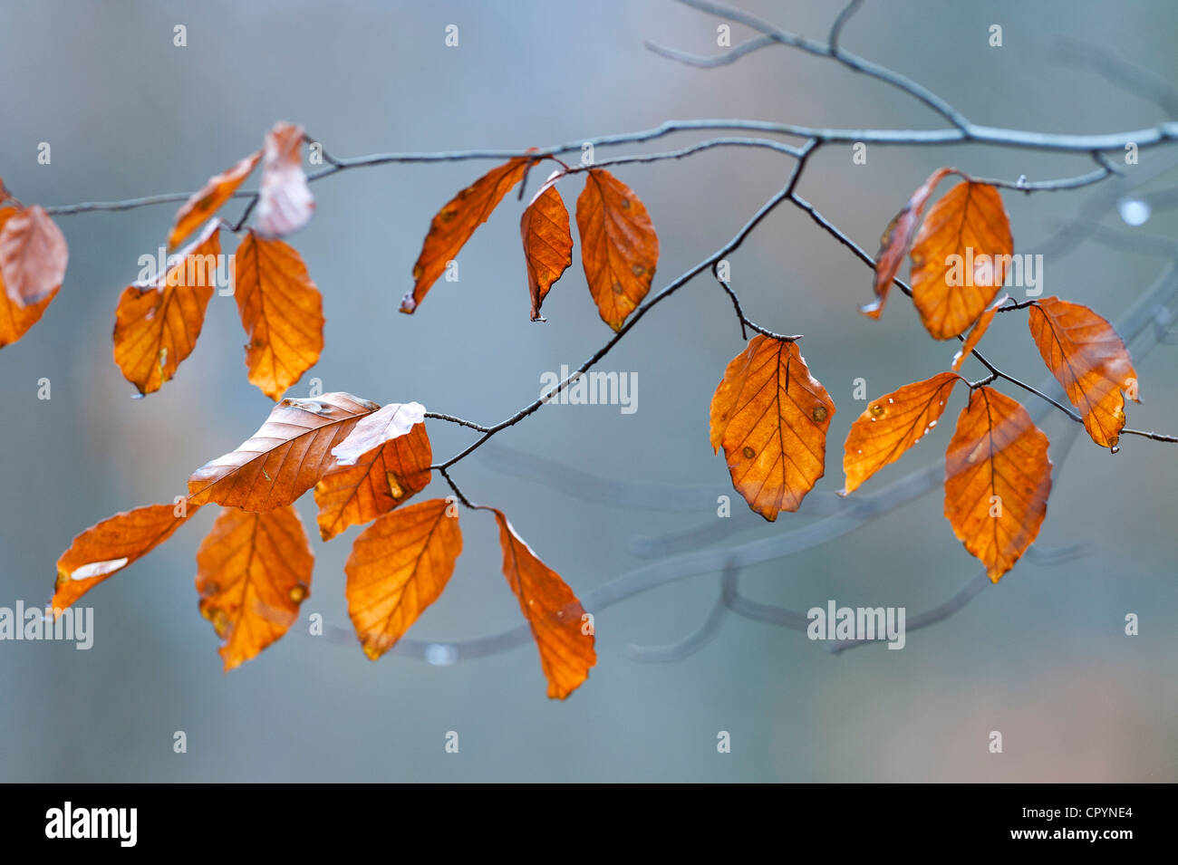Beech trees winter leaves hi-res stock photography and images - Alamy