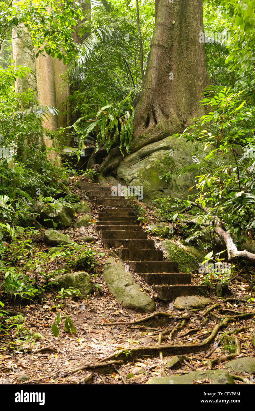 Jungle path hi-res stock photography and images - Alamy