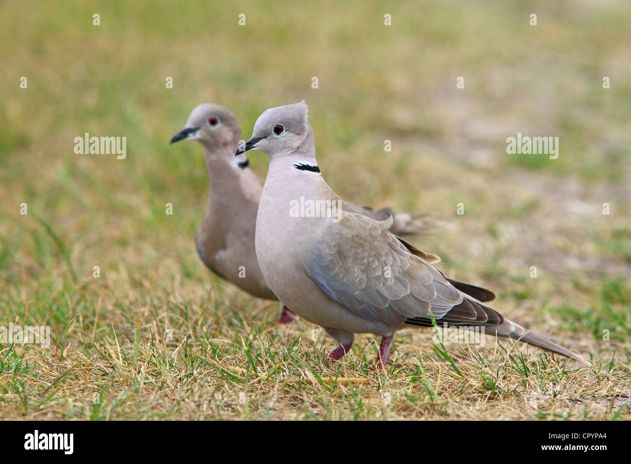 Collared doves hi-res stock photography and images - Alamy