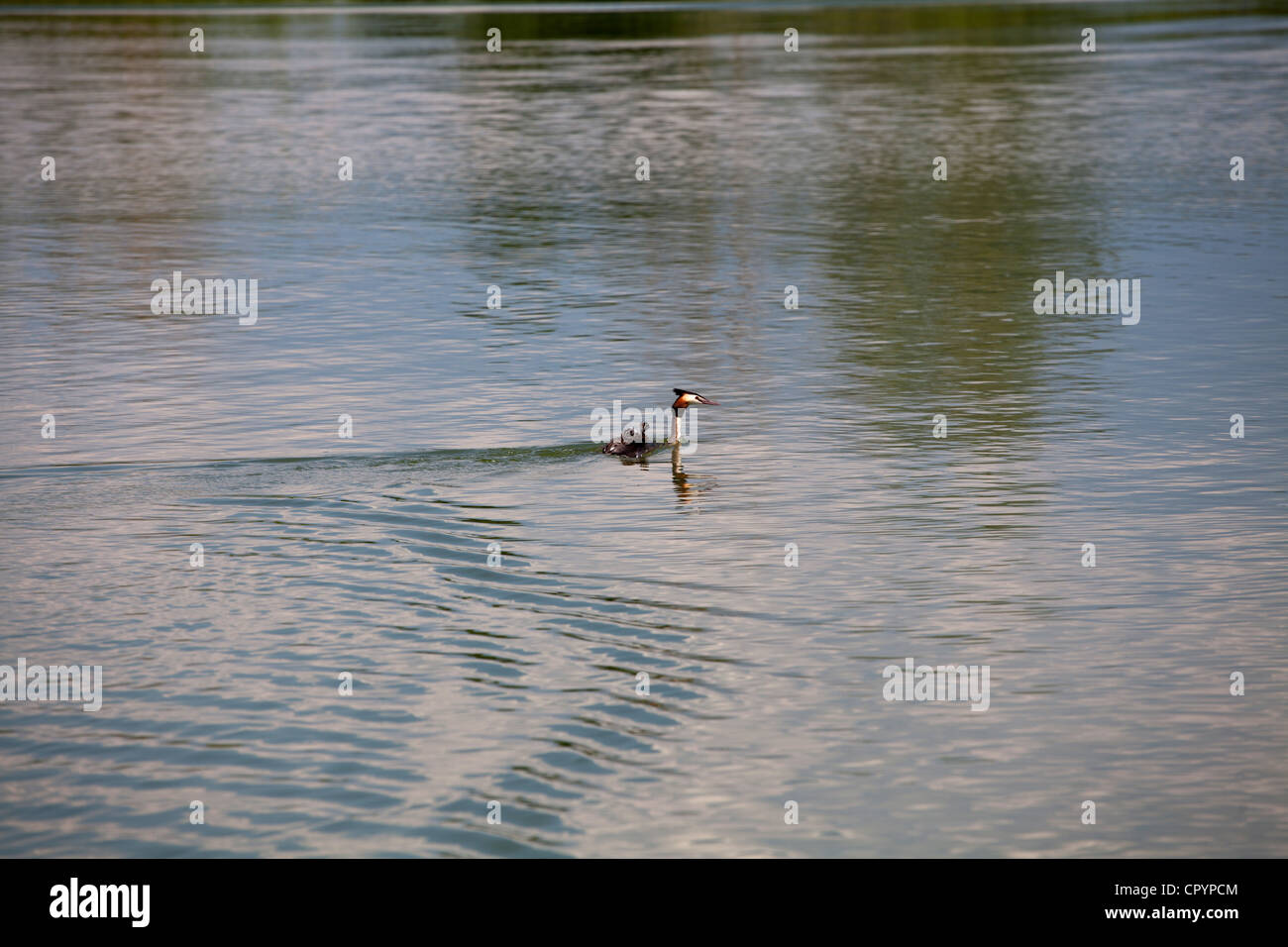 bird in Kerkini lake,Greece Stock Photo - Alamy