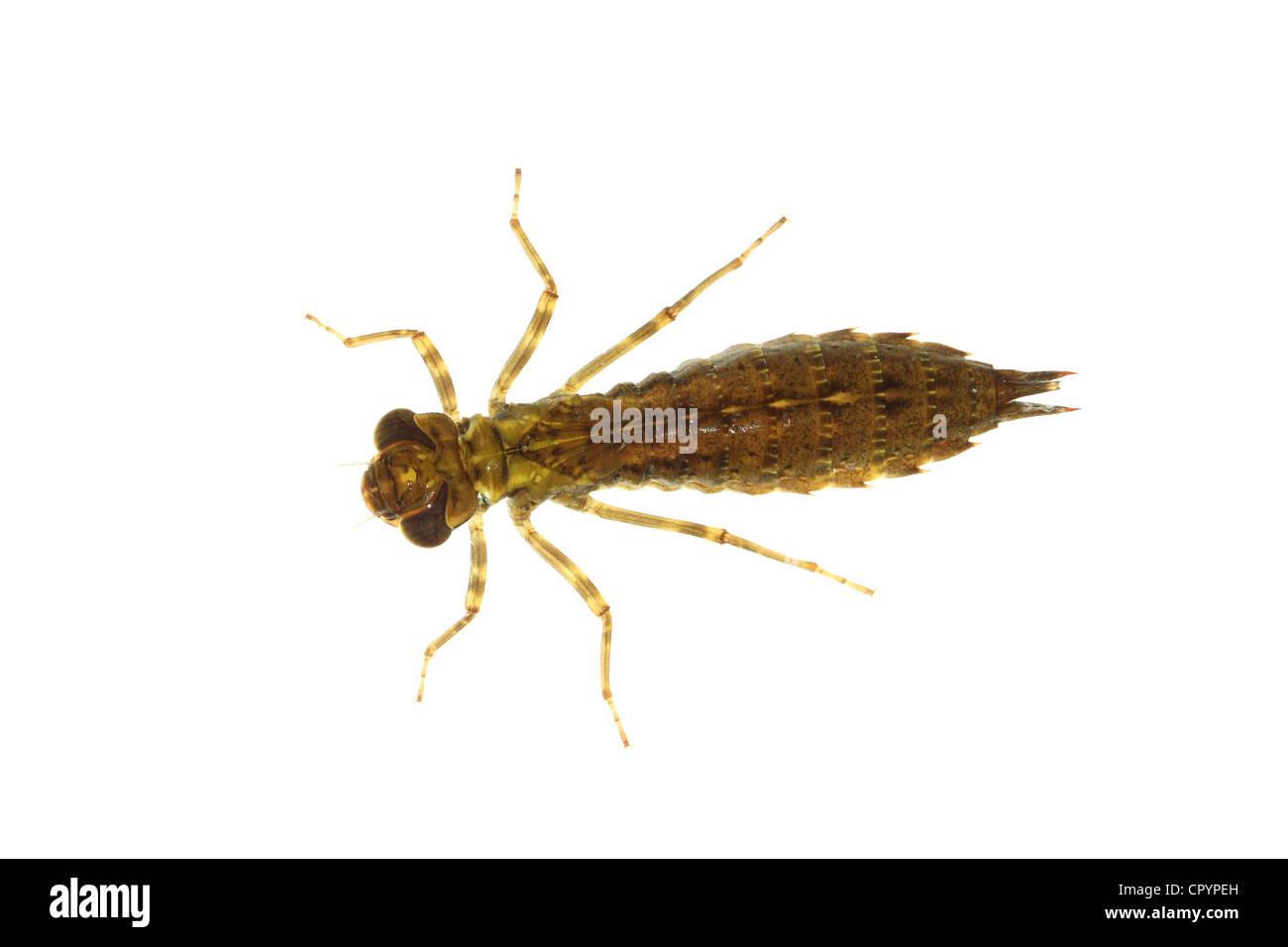 Dragonfly larva hi-res stock photography and images - Alamy
