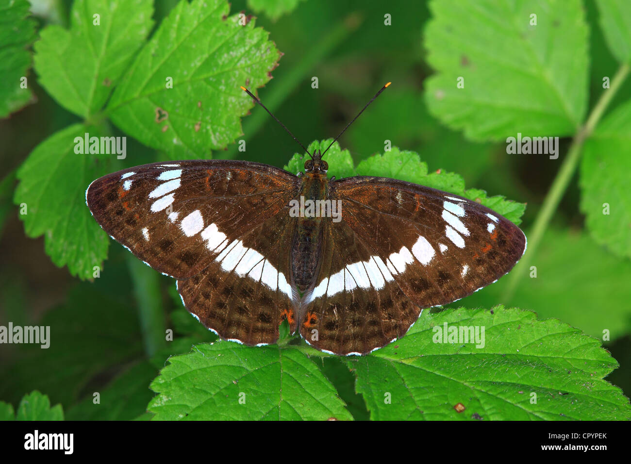 White Admiral (Limenitis camilla), butterfly Stock Photo - Alamy