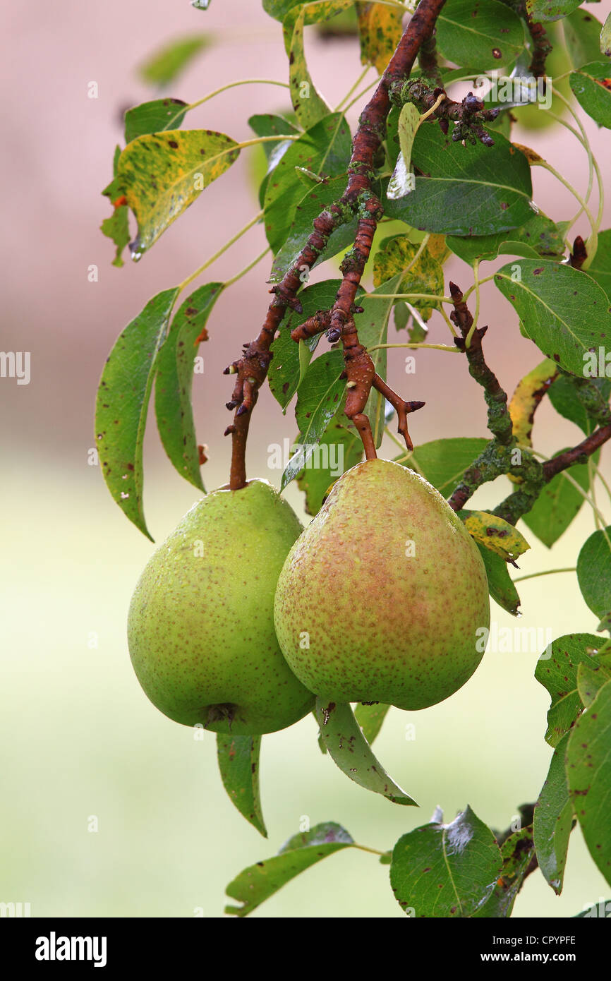 Pears growing tree hi-res stock photography and images - Alamy