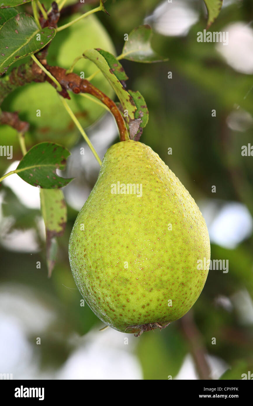 Pear growing on the tree hi-res stock photography and images - Alamy