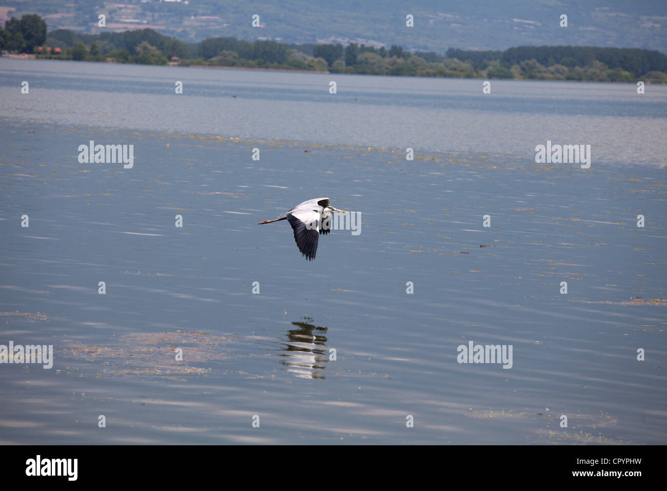 bird flying in Kerkini lake,Greece Stock Photo - Alamy