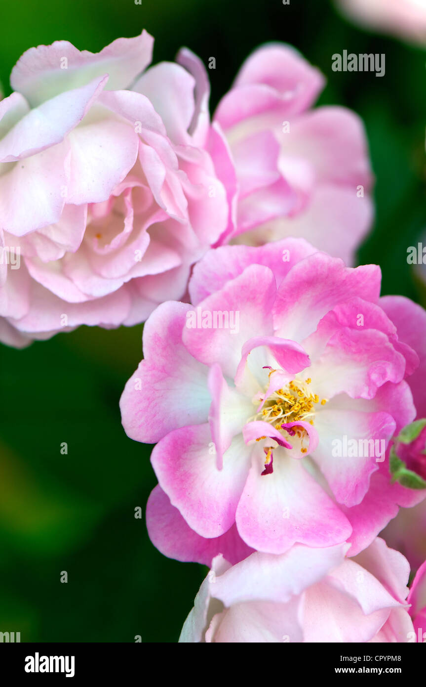 Chinese rose garden hi-res stock photography and images - Alamy