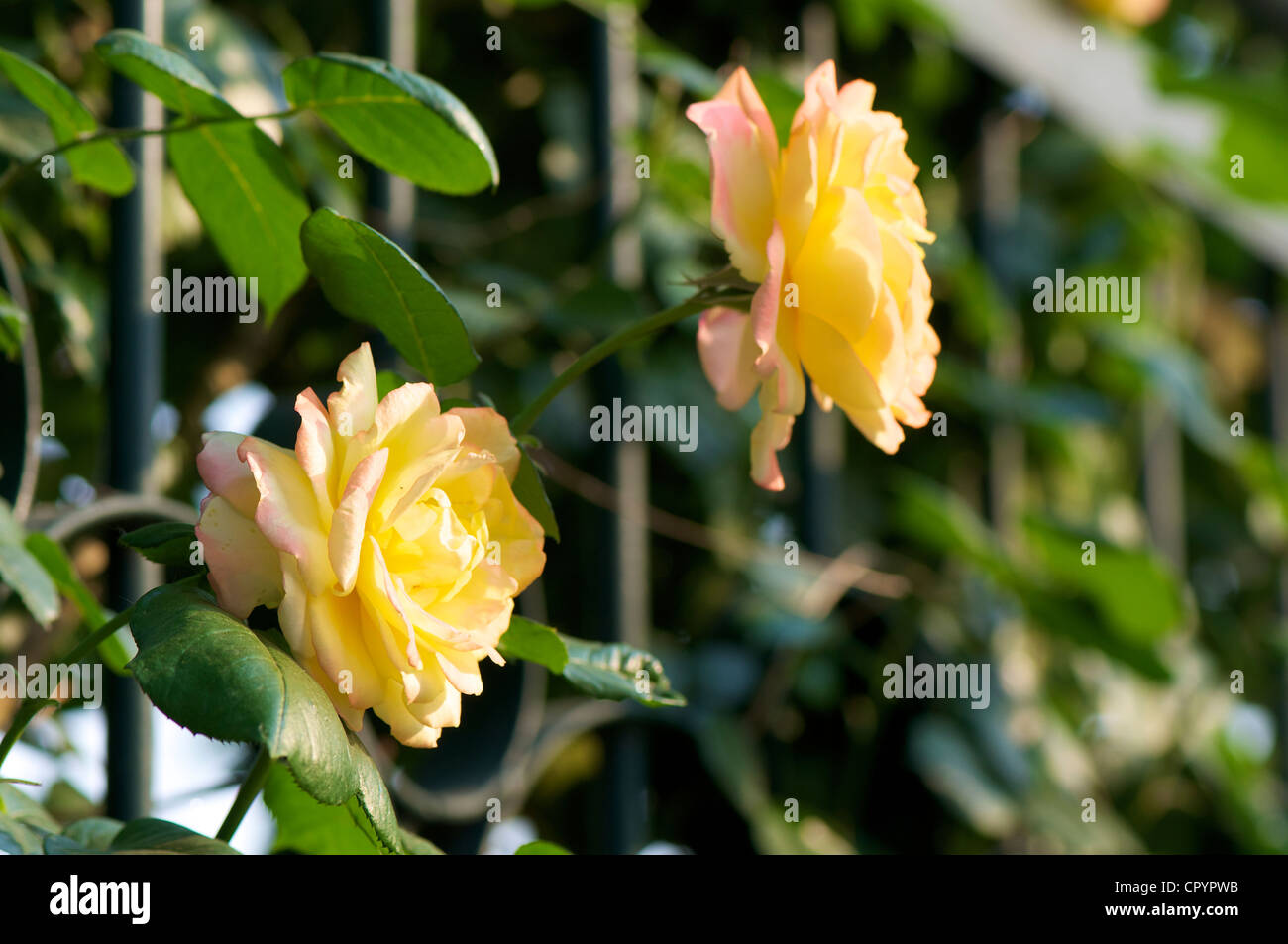 Chinese rose garden hi-res stock photography and images - Alamy