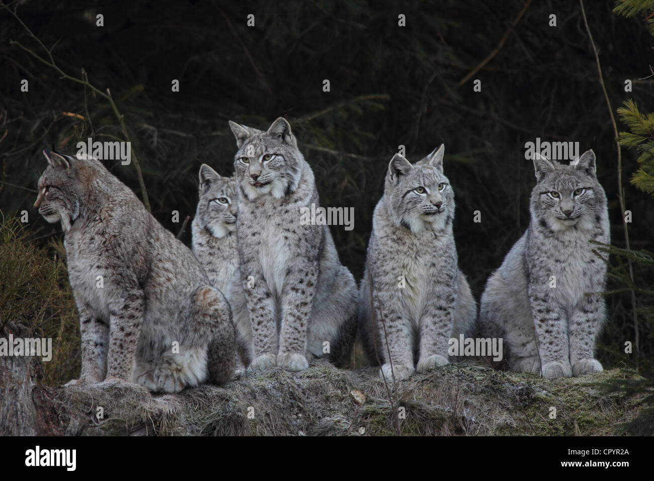 Lynx family (Lynx lynx Stock Photo, Royalty Free Image: 48553970 - Alamy