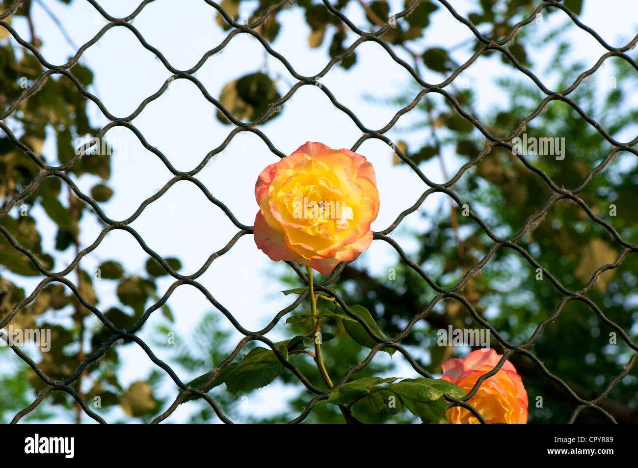Chinese Rose Flower bloomed in a spring garden Stock Photo - Alamy
