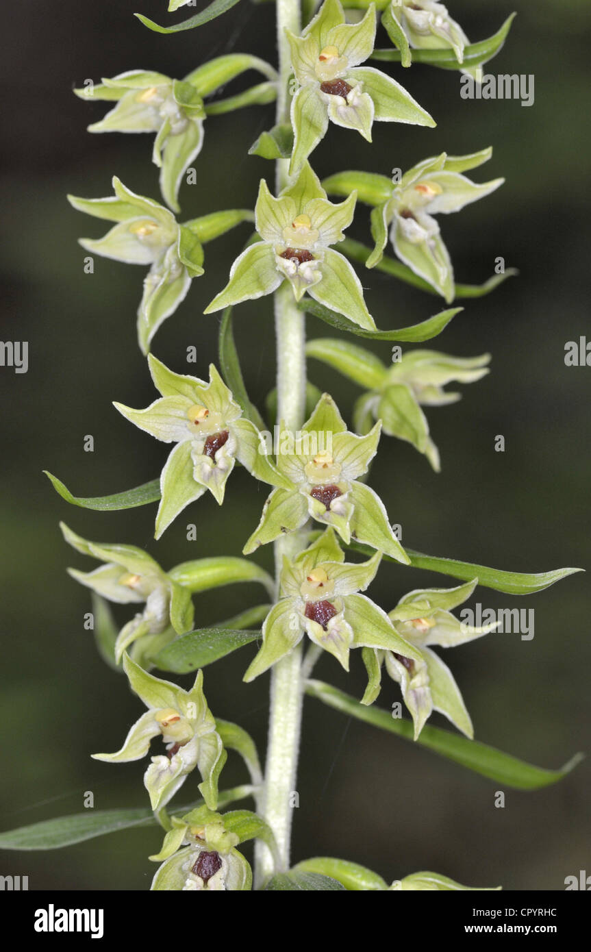 Narrow lipped helleborine epipactis leptochila flower hi-res stock ...