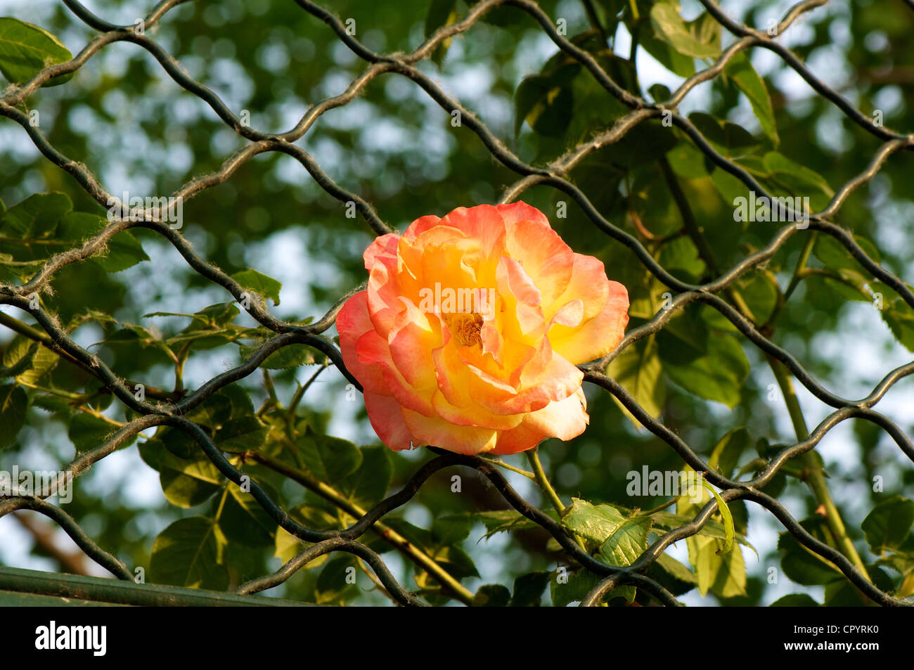 Chinese Rose Flower bloomed in a spring garden Stock Photo - Alamy