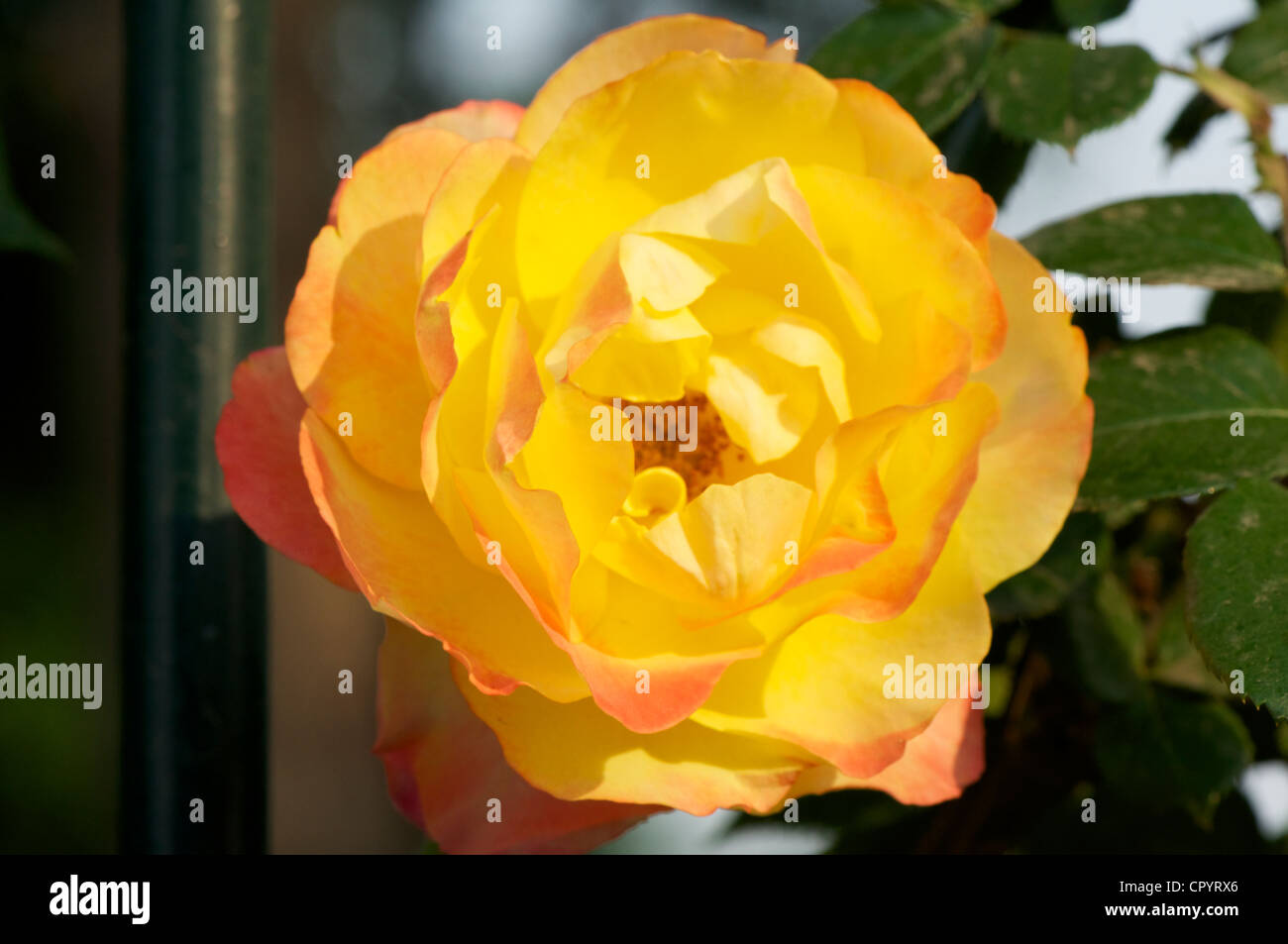 Chinese rose garden hi-res stock photography and images - Alamy