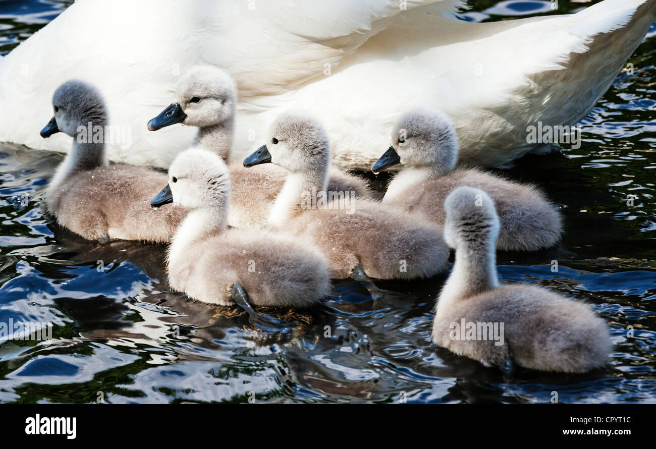 Six swans are swimming hi-res stock photography and images - Alamy