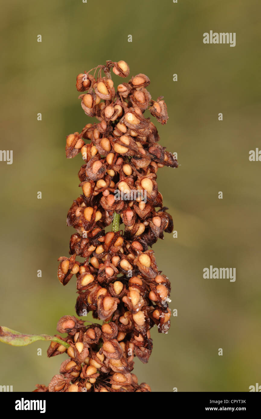Curled Dock Rumex crispus Stock Photo - Alamy